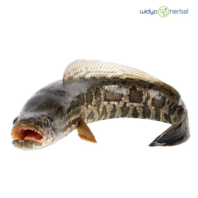 Metode Ekstraksi Albumin dari Ikan Gabus